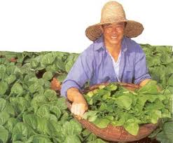 Organic Farming and Agriculture in the Philippines